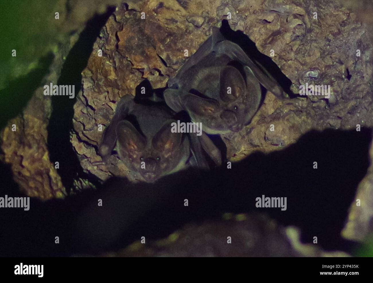 White-throated Round-eared Bat (Lophostoma silvicola Stock Photo - Alamy