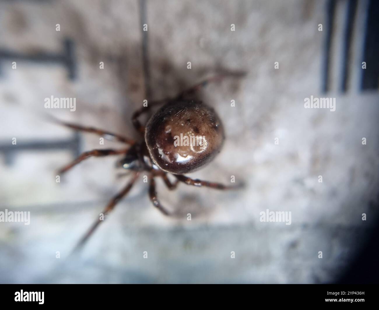 Rabbit Hutch Spider (Steatoda bipunctata Stock Photo - Alamy
