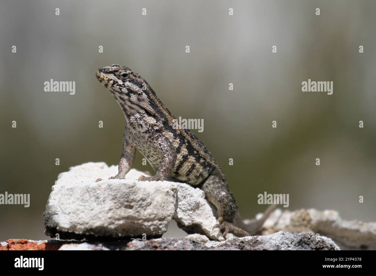 Northern Curly-tailed Lizard (Leiocephalus carinatus Stock Photo - Alamy
