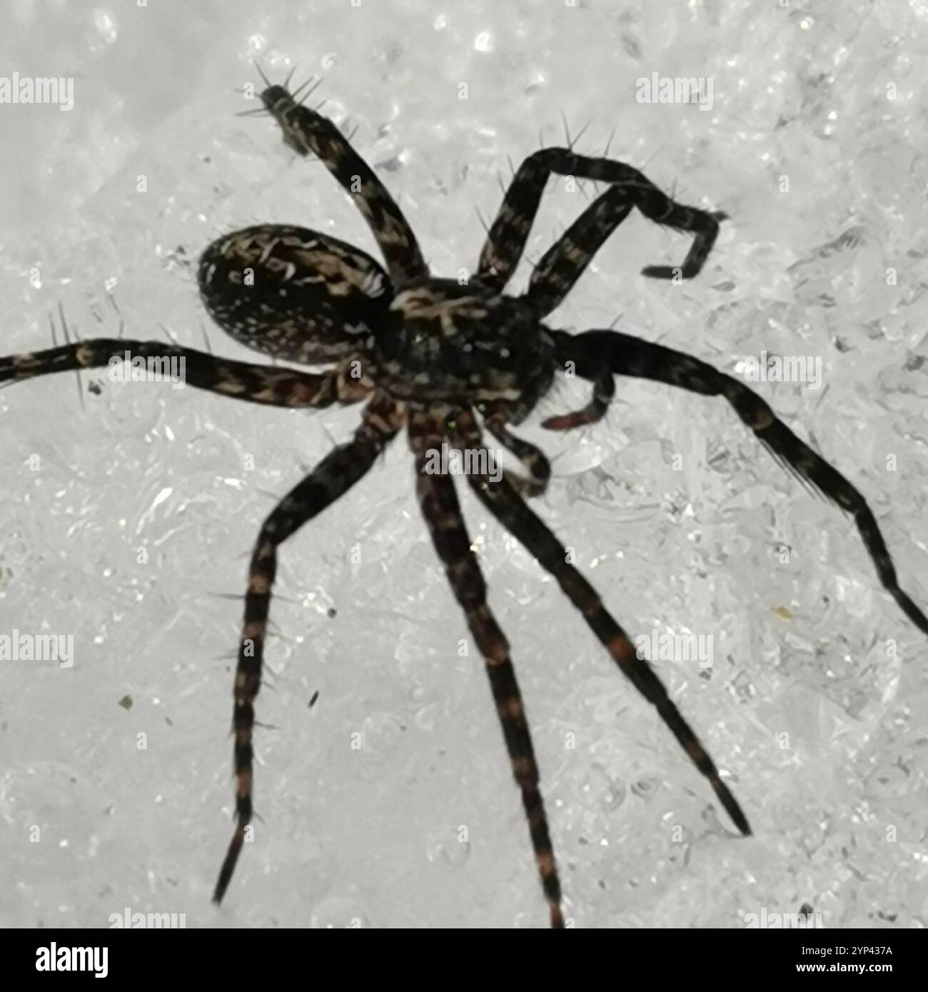 Spotted Wolf Spider (Pardosa amentata Stock Photo - Alamy