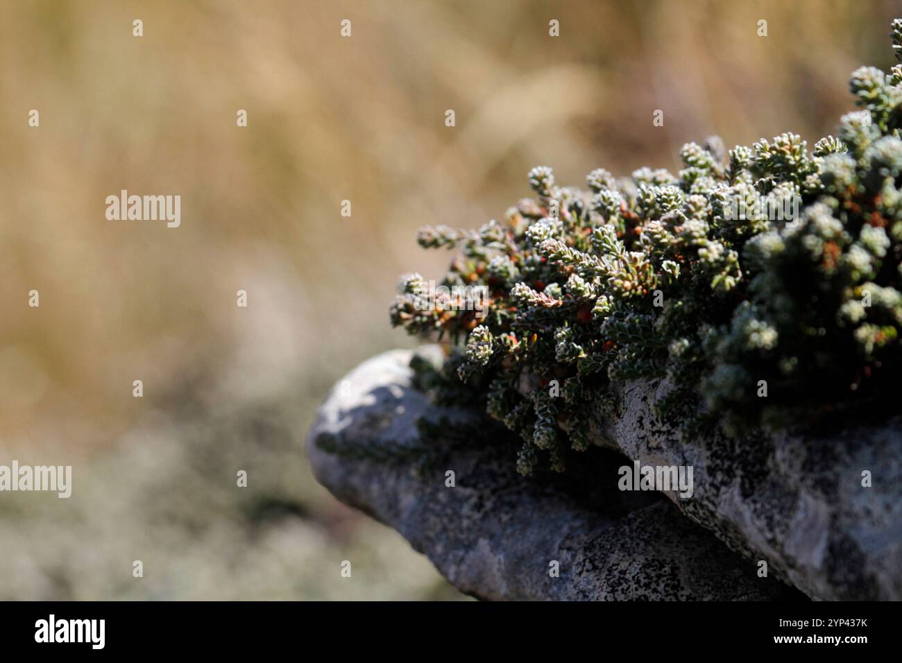 Diddle-dee (Empetrum rubrum Stock Photo - Alamy