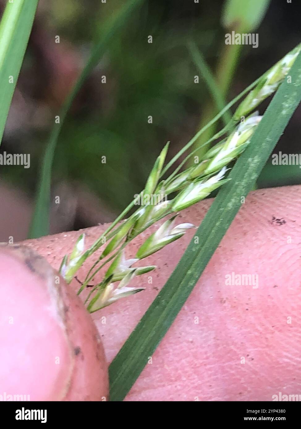 Shiny Wedgegrass (Sphenopholis nitida Stock Photo - Alamy