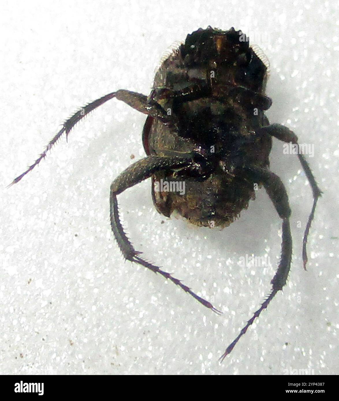 Spider Dung Beetles (Sisyphus Stock Photo - Alamy