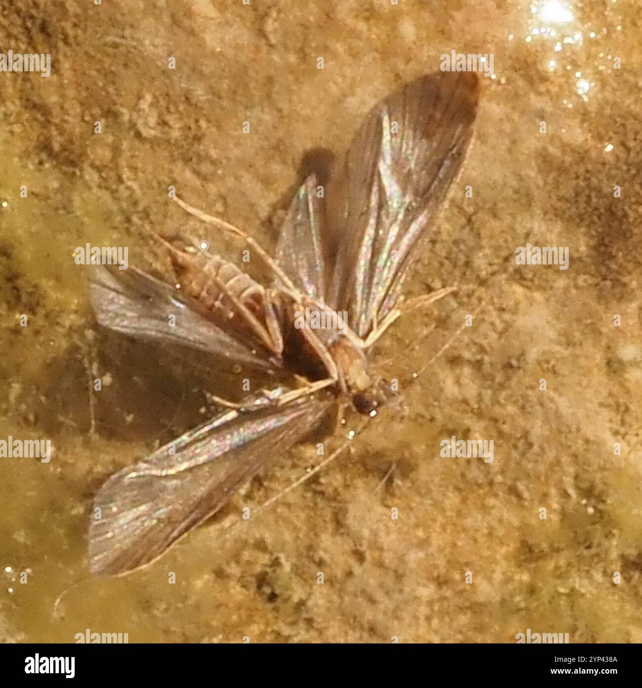 Net-spinning Caddisflies (Hydropsychidae Stock Photo - Alamy