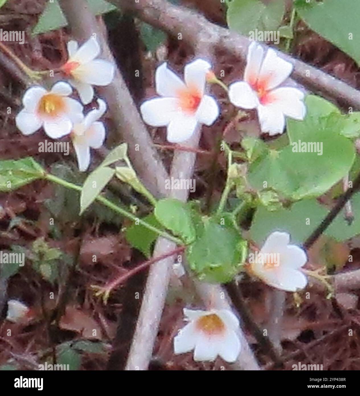 tung oil tree (Vernicia fordii Stock Photo - Alamy