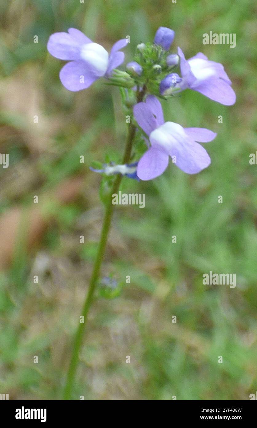 blue toadflax (Nuttallanthus canadensis Stock Photo - Alamy