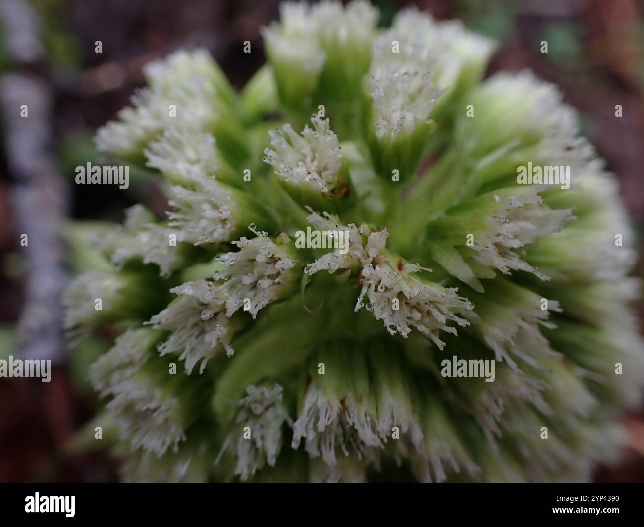 Giant Butterbur (Petasites japonicus Stock Photo - Alamy