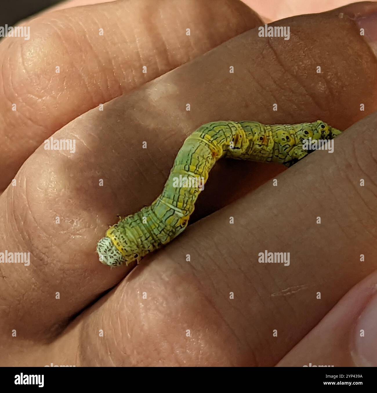 Woolly Gray Moth (Lycia ypsilon Stock Photo - Alamy