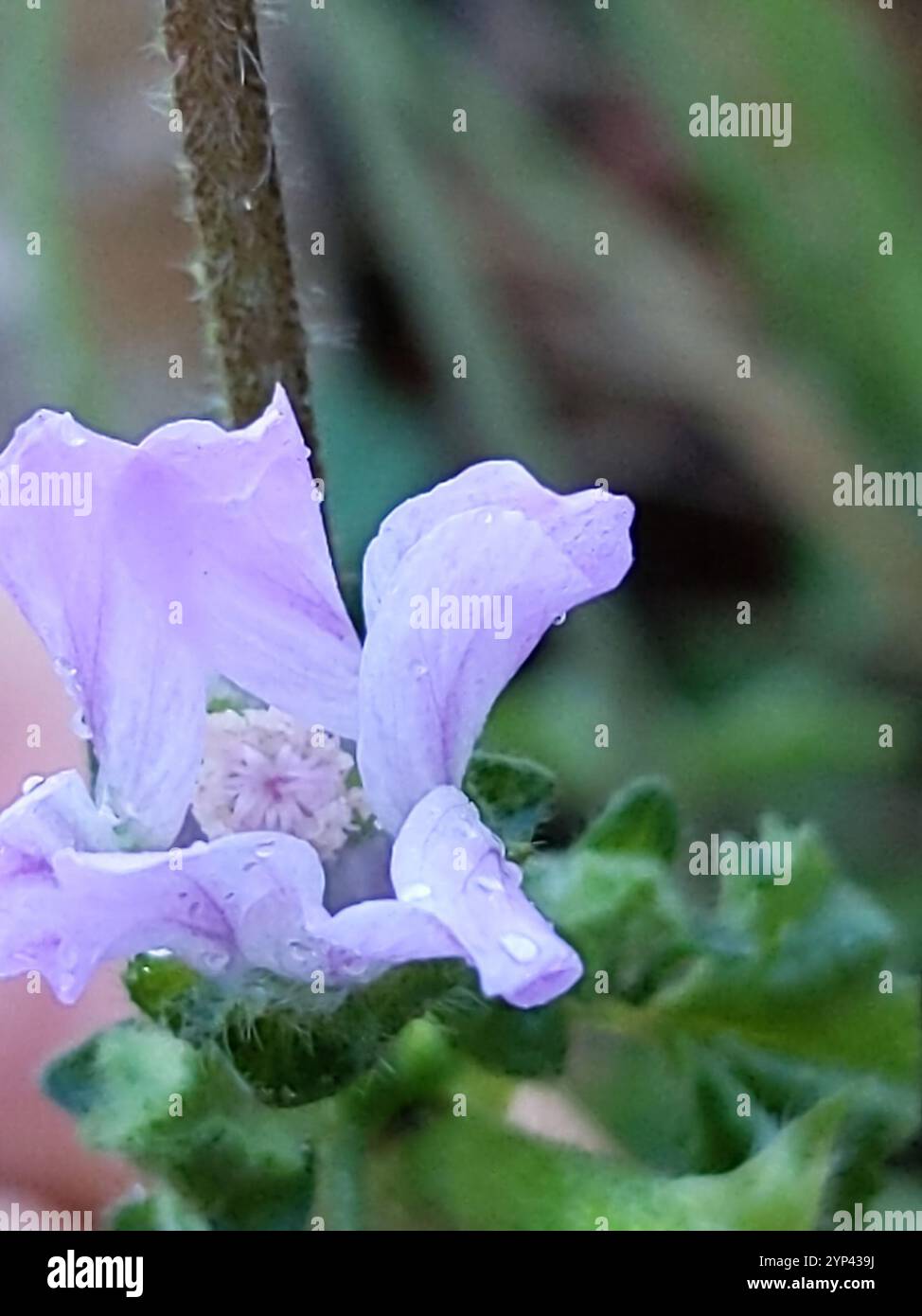 Cretan mallow (Malva multiflora Stock Photo - Alamy