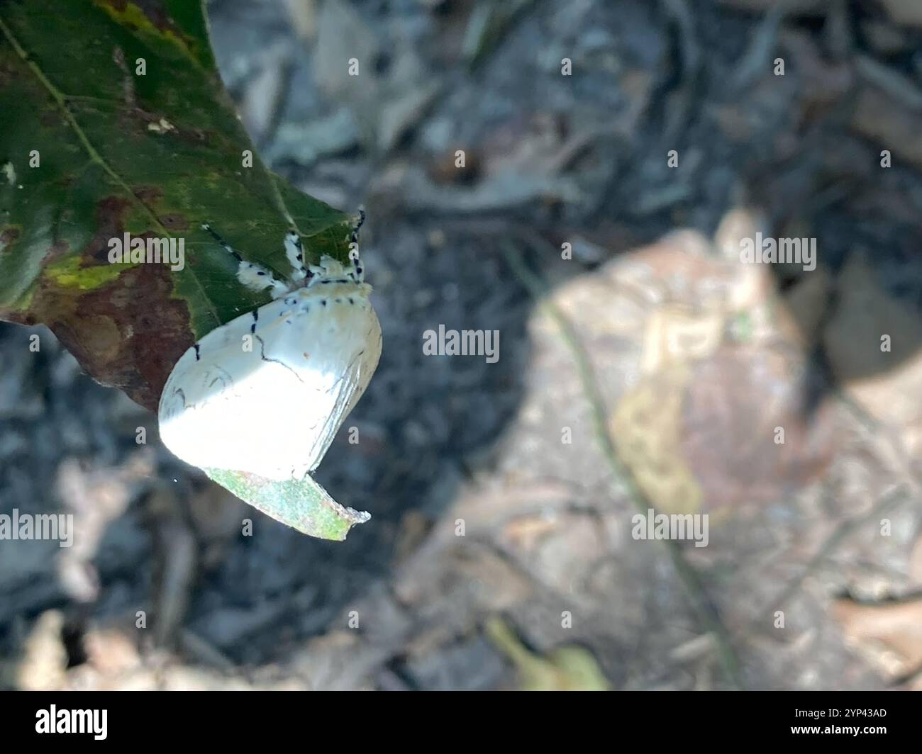 Owlet Moths and Allies (Noctuoidea Stock Photo - Alamy
