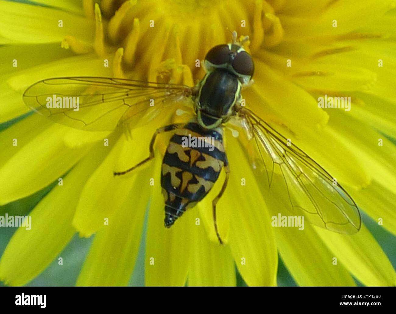 Eastern Calligrapher (Toxomerus geminatus Stock Photo - Alamy