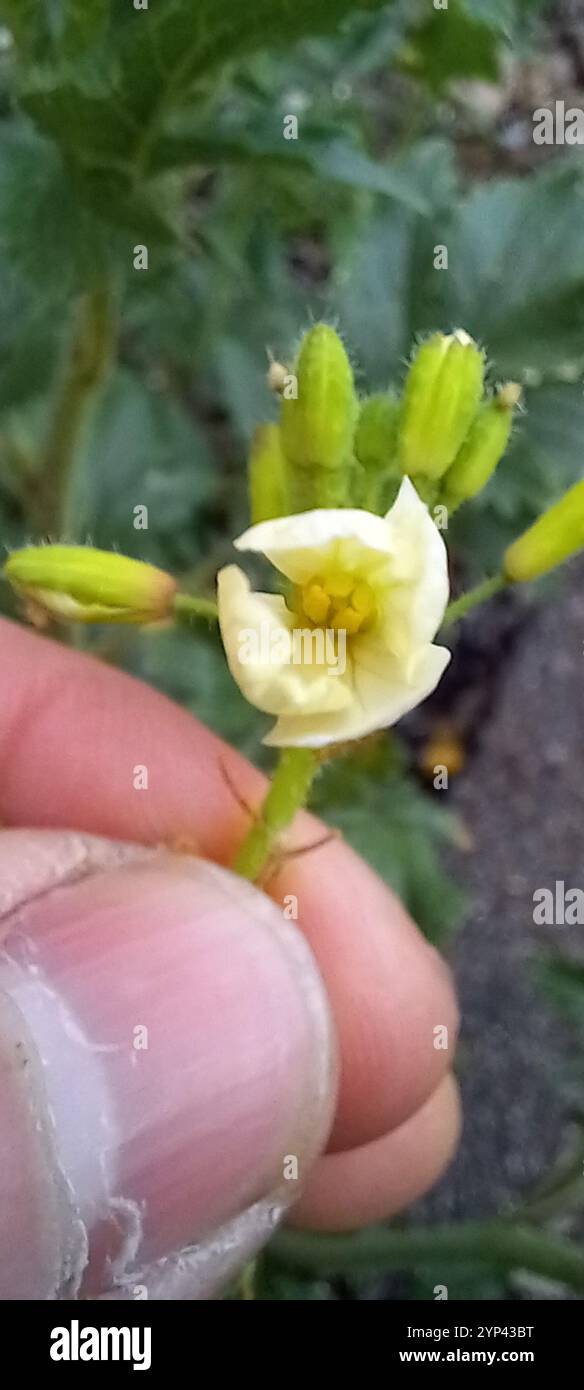 Mediterranean Radish (Raphanus raphanistrum landra Stock Photo - Alamy