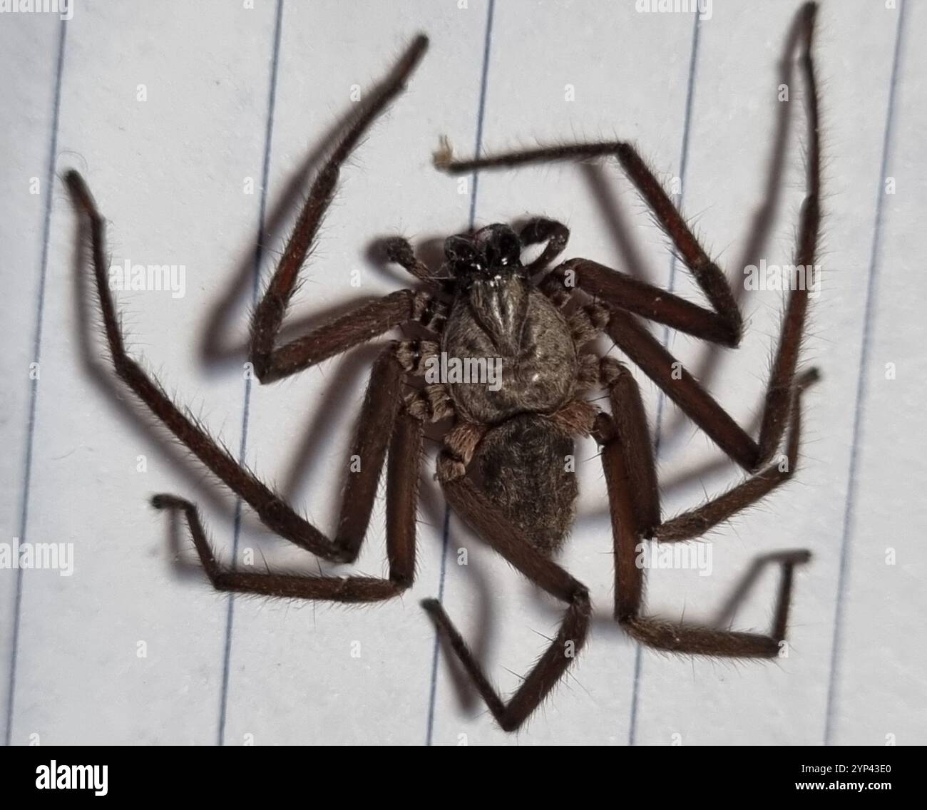 Scorpion Spiders (Trochanteriidae Stock Photo - Alamy