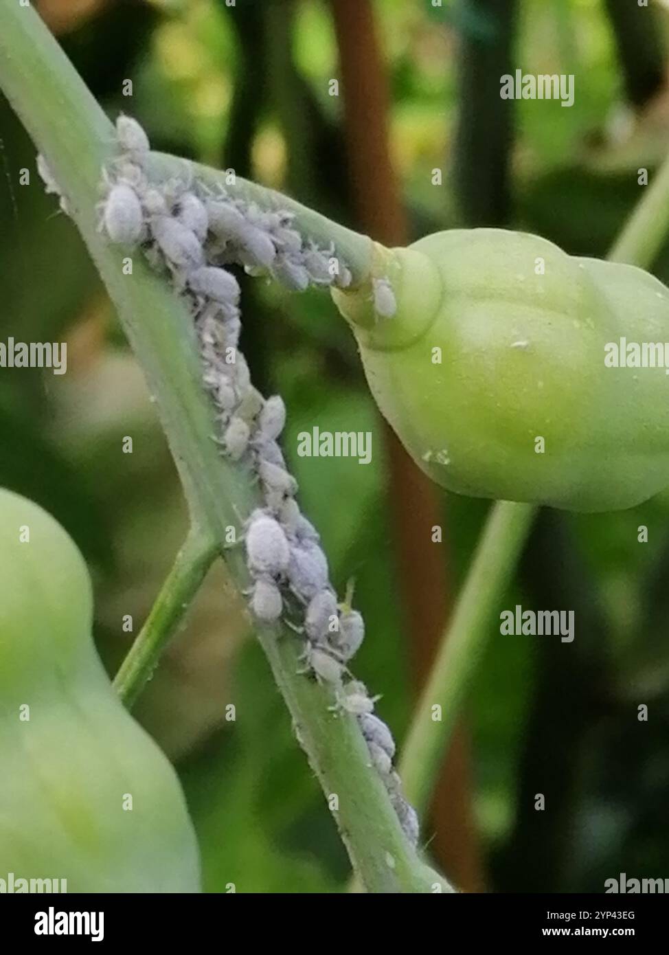 Cabbage Aphid (Brevicoryne brassicae Stock Photo - Alamy