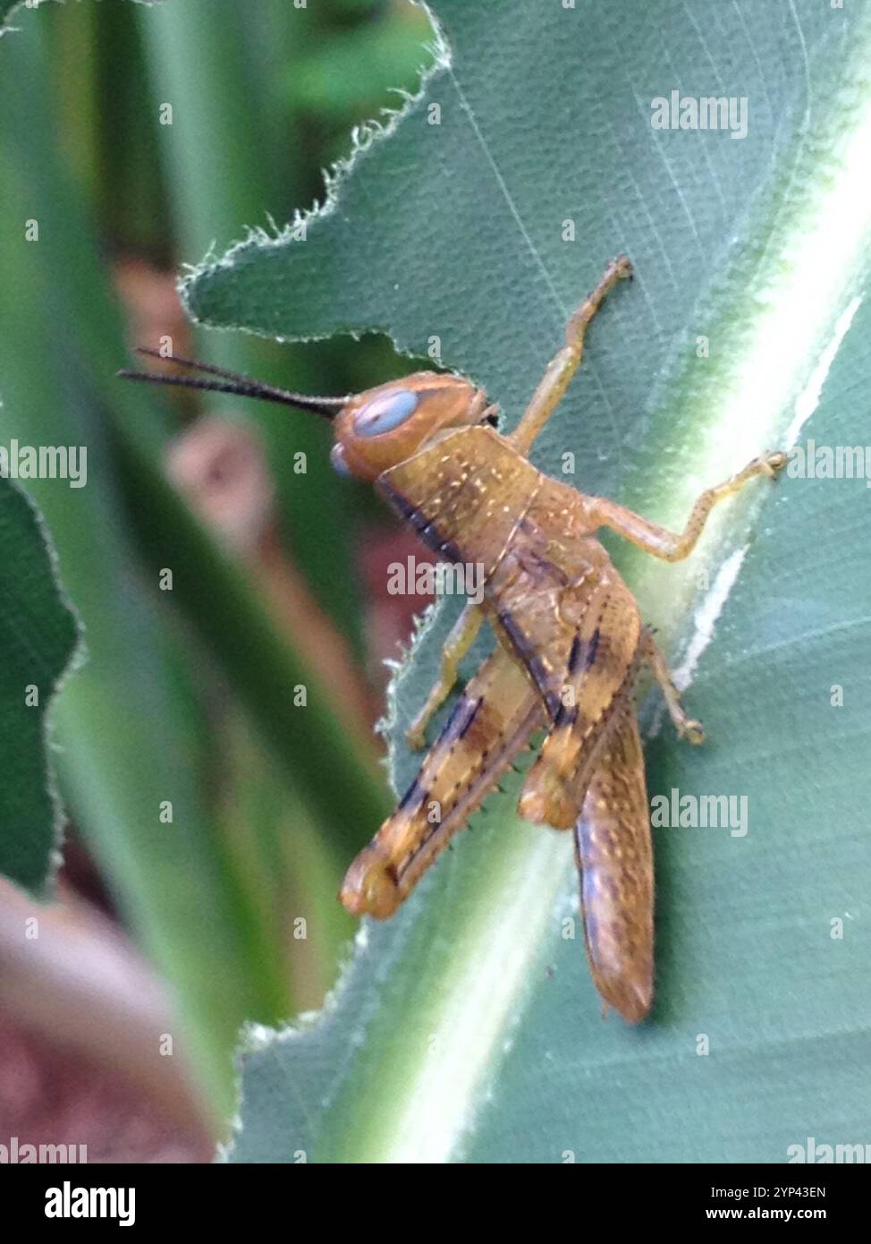 Giant Grasshopper (Valanga irregularis Stock Photo - Alamy