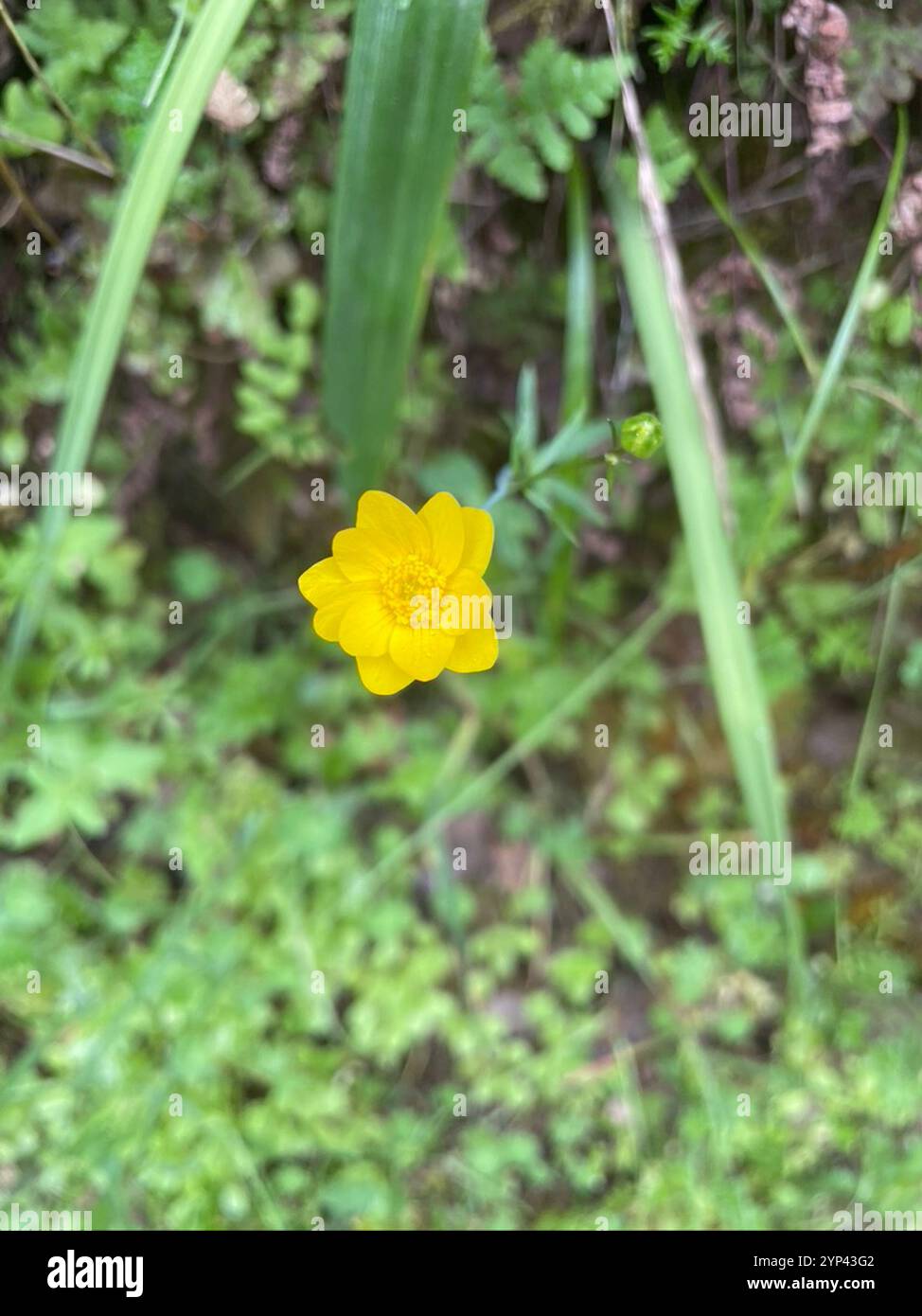 California buttercup (Ranunculus californicus Stock Photo - Alamy