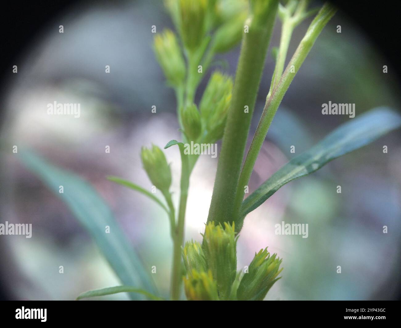 Downy Goldenrod (Solidago puberula Stock Photo - Alamy