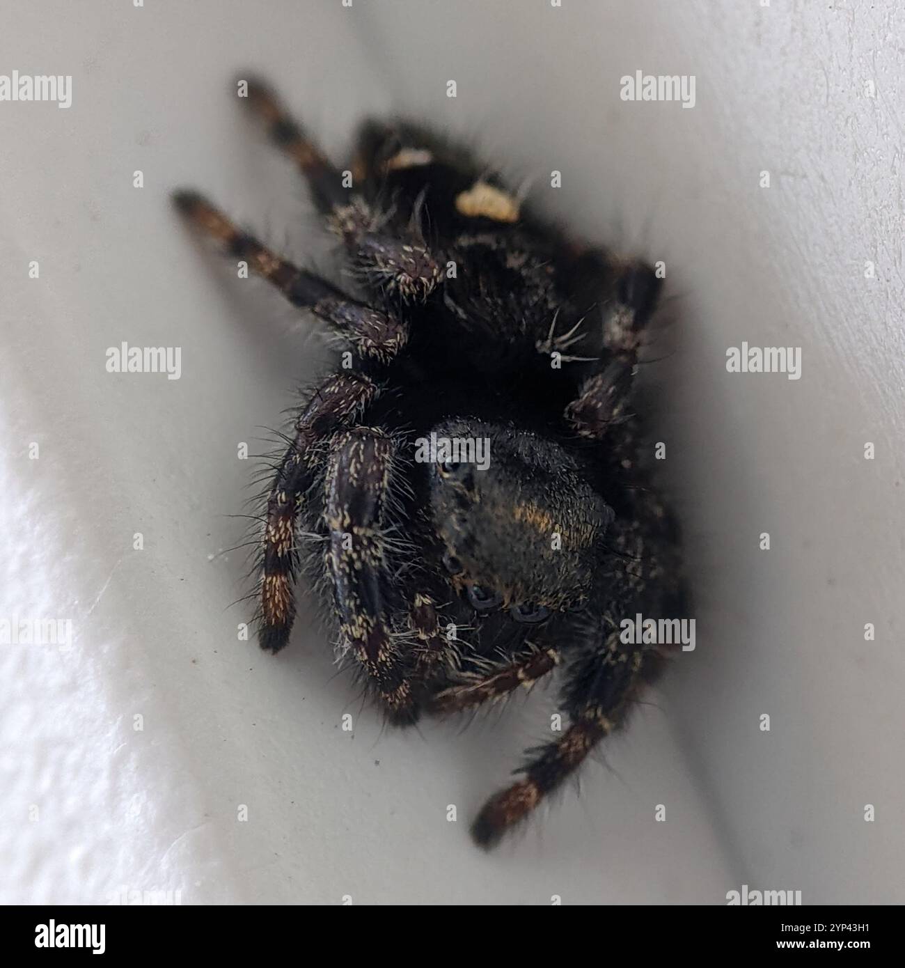 Bold Jumping Spider (Phidippus audax Stock Photo - Alamy