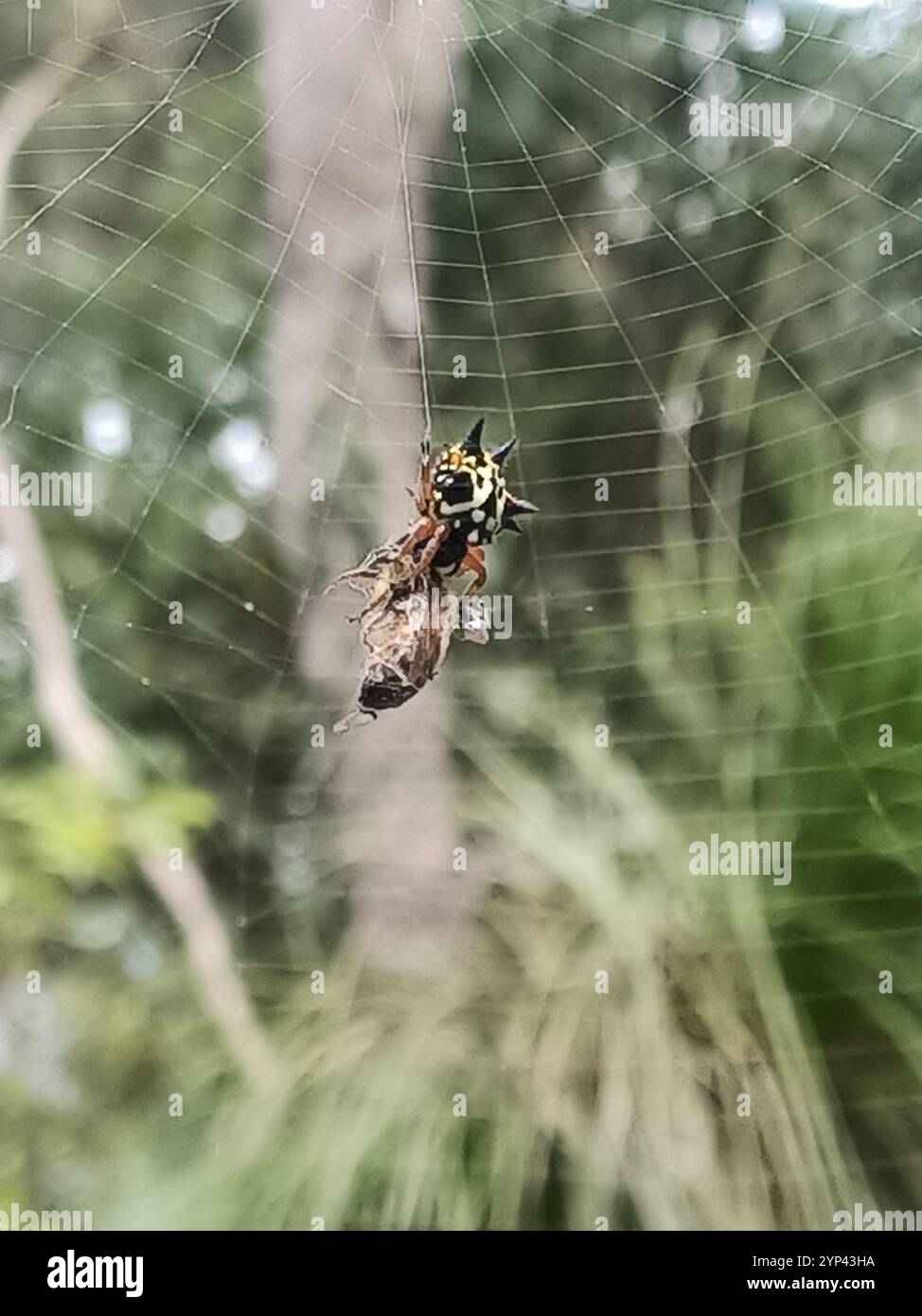 Christmas Jewel Spider (Austracantha minax Stock Photo - Alamy