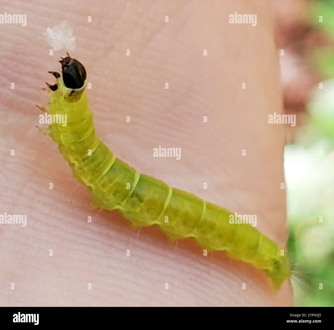 Tortricid Leafroller Moths and Allies (Tortricoidea Stock Photo - Alamy