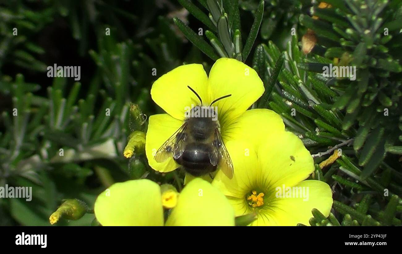 Anthophora dispar hi-res stock photography and images - Alamy