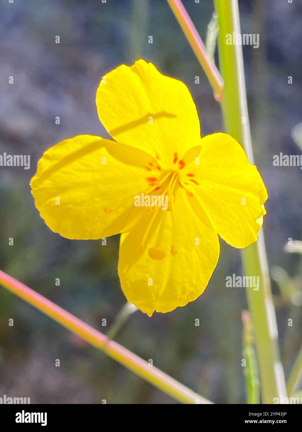 California primrose (Eulobus californicus Stock Photo - Alamy