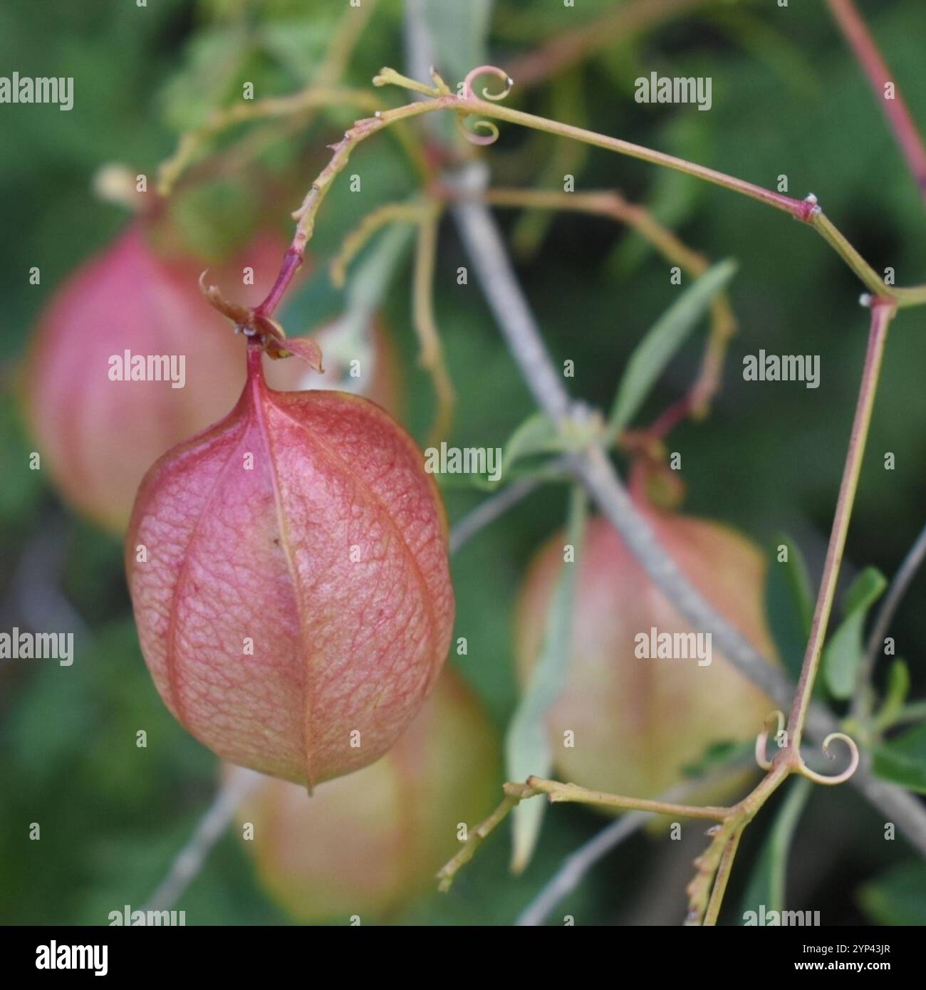 Balloon Vines and Heartseed (Cardiospermum Stock Photo - Alamy