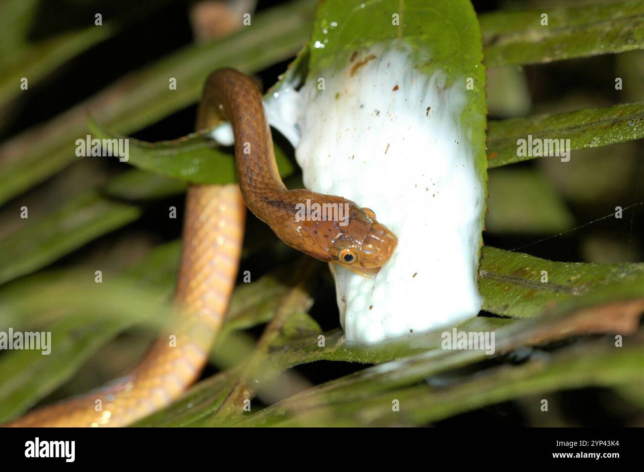 Ranomafana Big-headed Snake (Compsophis laphystius Stock Photo - Alamy