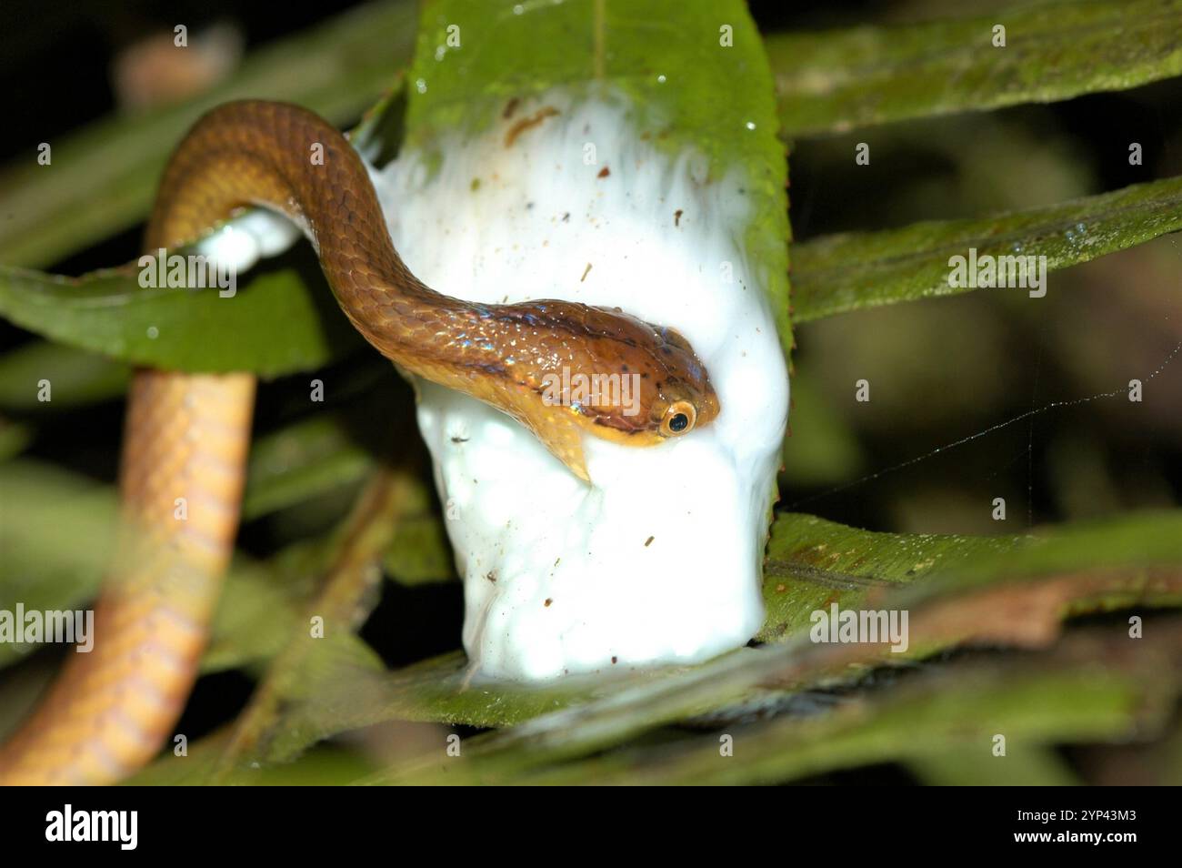 Ranomafana Big-headed Snake (Compsophis laphystius Stock Photo - Alamy