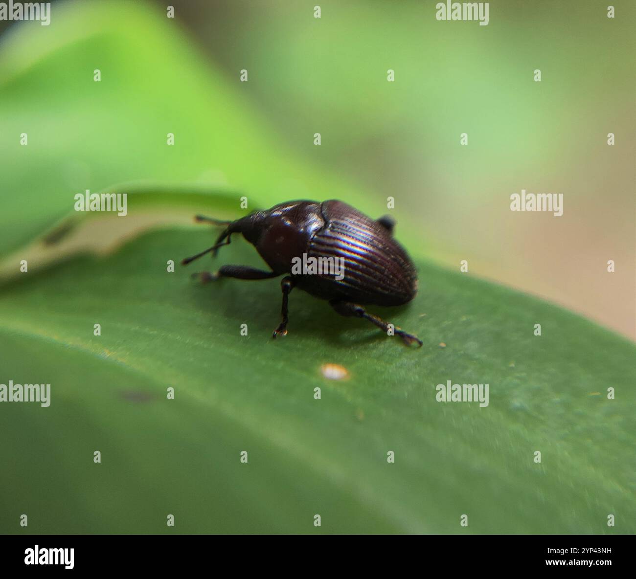 True Weevils (Curculionidae Stock Photo - Alamy