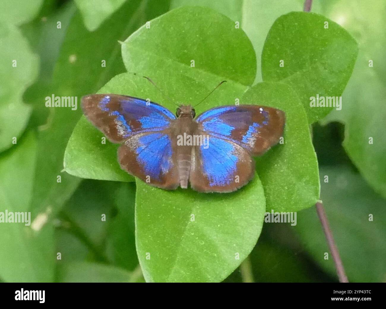 Paches hi-res stock photography and images - Alamy