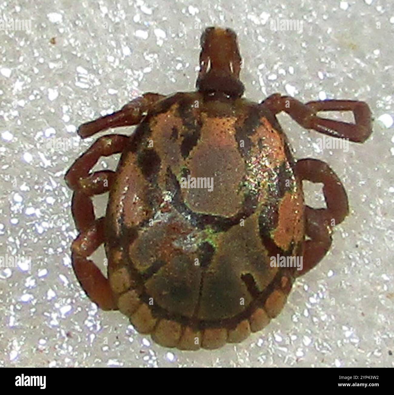 South African Bont Tick (Amblyomma hebraeum Stock Photo - Alamy