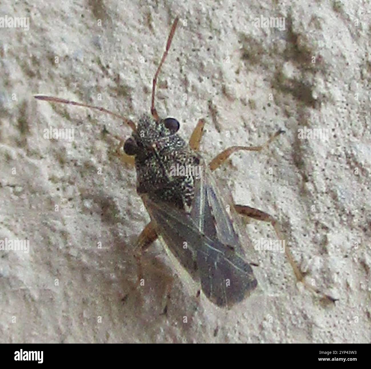 False chinch bugs hi-res stock photography and images - Alamy