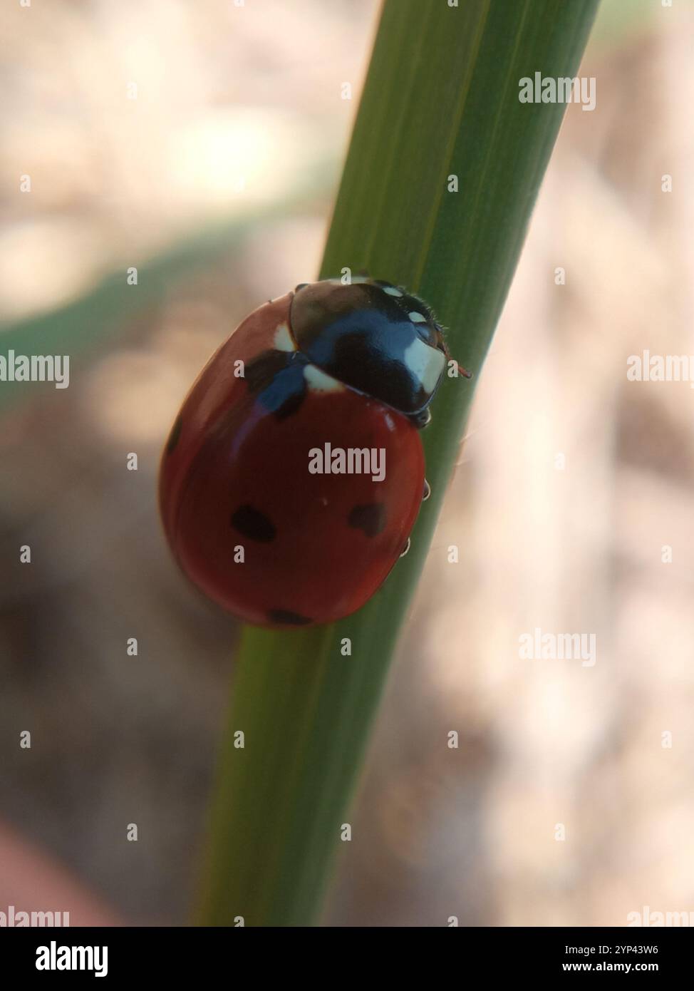 Seven-spotted Lady Beetle (Coccinella septempunctata Stock Photo - Alamy