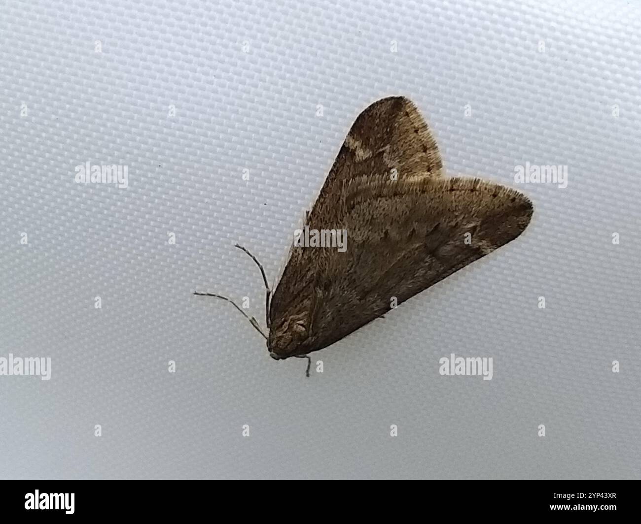 March Moth (Alsophila aescularia Stock Photo - Alamy