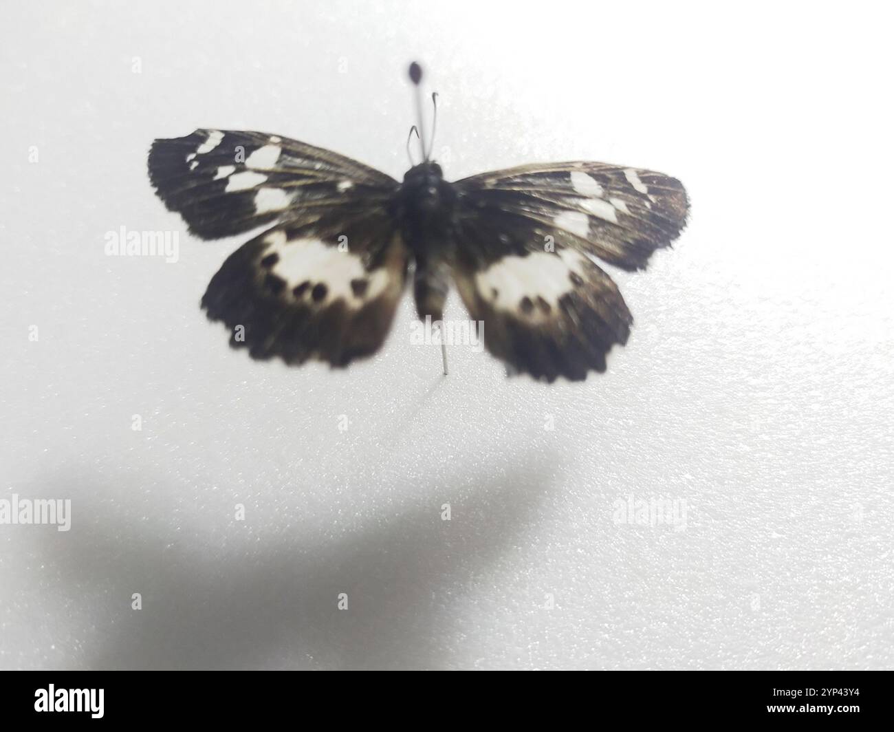 Daimio hi-res stock photography and images - Alamy