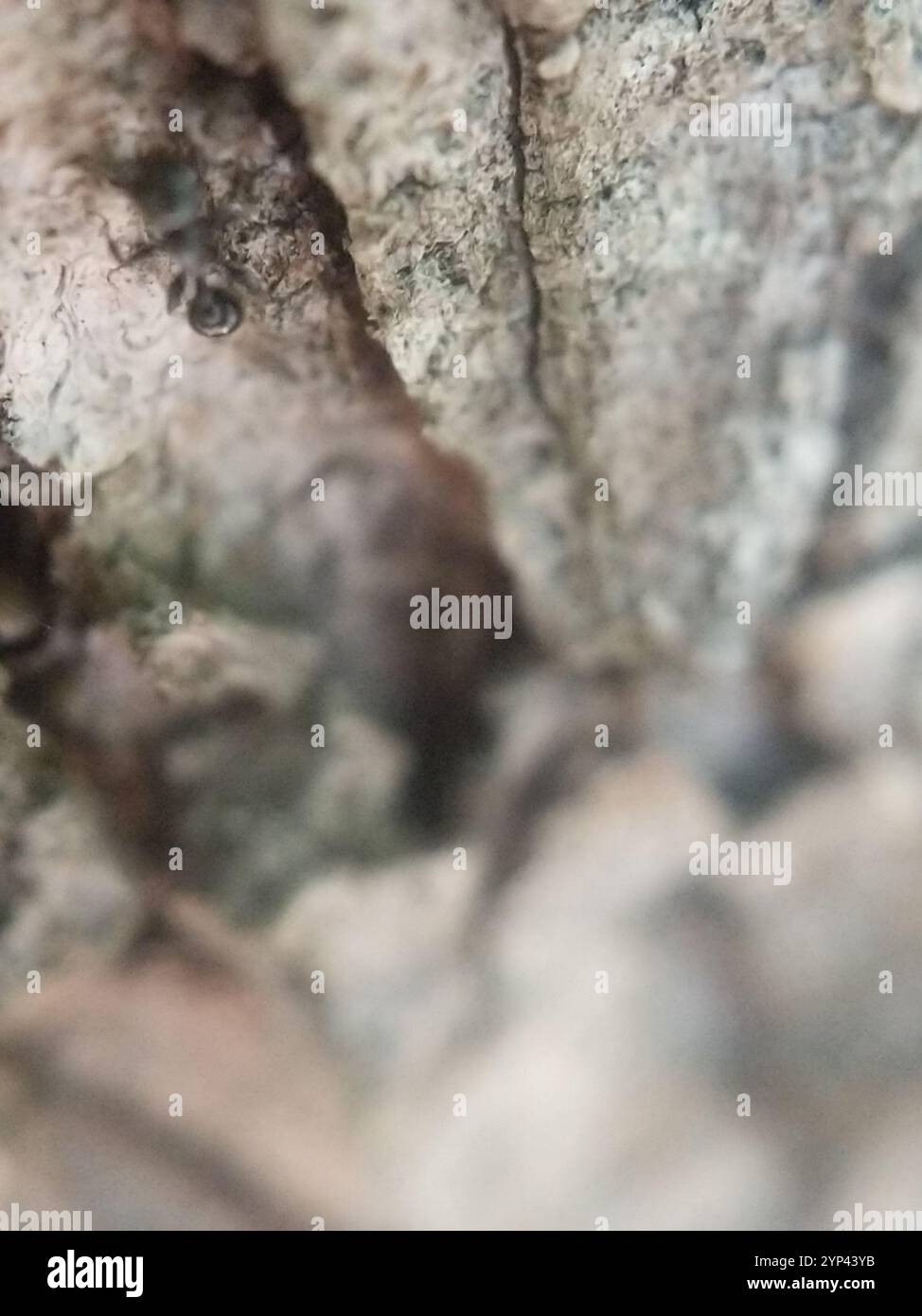 Acorn Ants and Allies (Temnothorax Stock Photo - Alamy