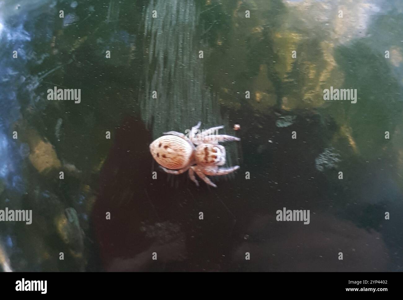 Opisthoncus polyphemus hi-res stock photography and images - Alamy