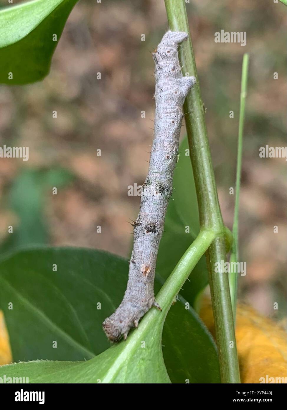 Walnut Spanworm Moth (Phigalia plumogeraria Stock Photo - Alamy
