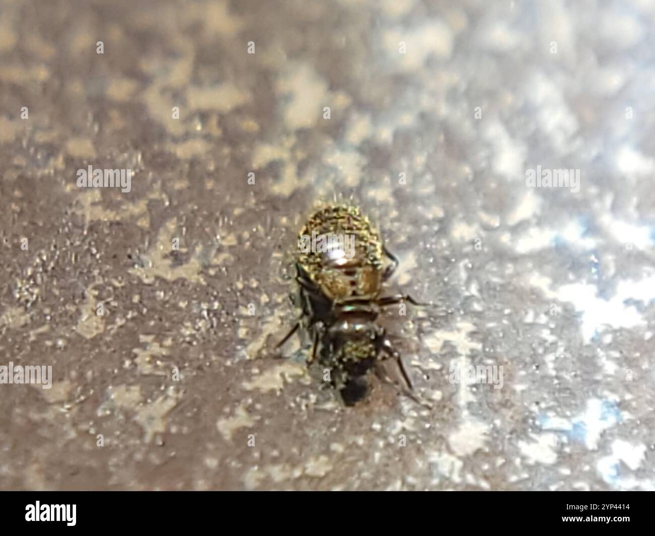 Barklice, Booklice, and Parasitic Lice (Psocodea Stock Photo - Alamy