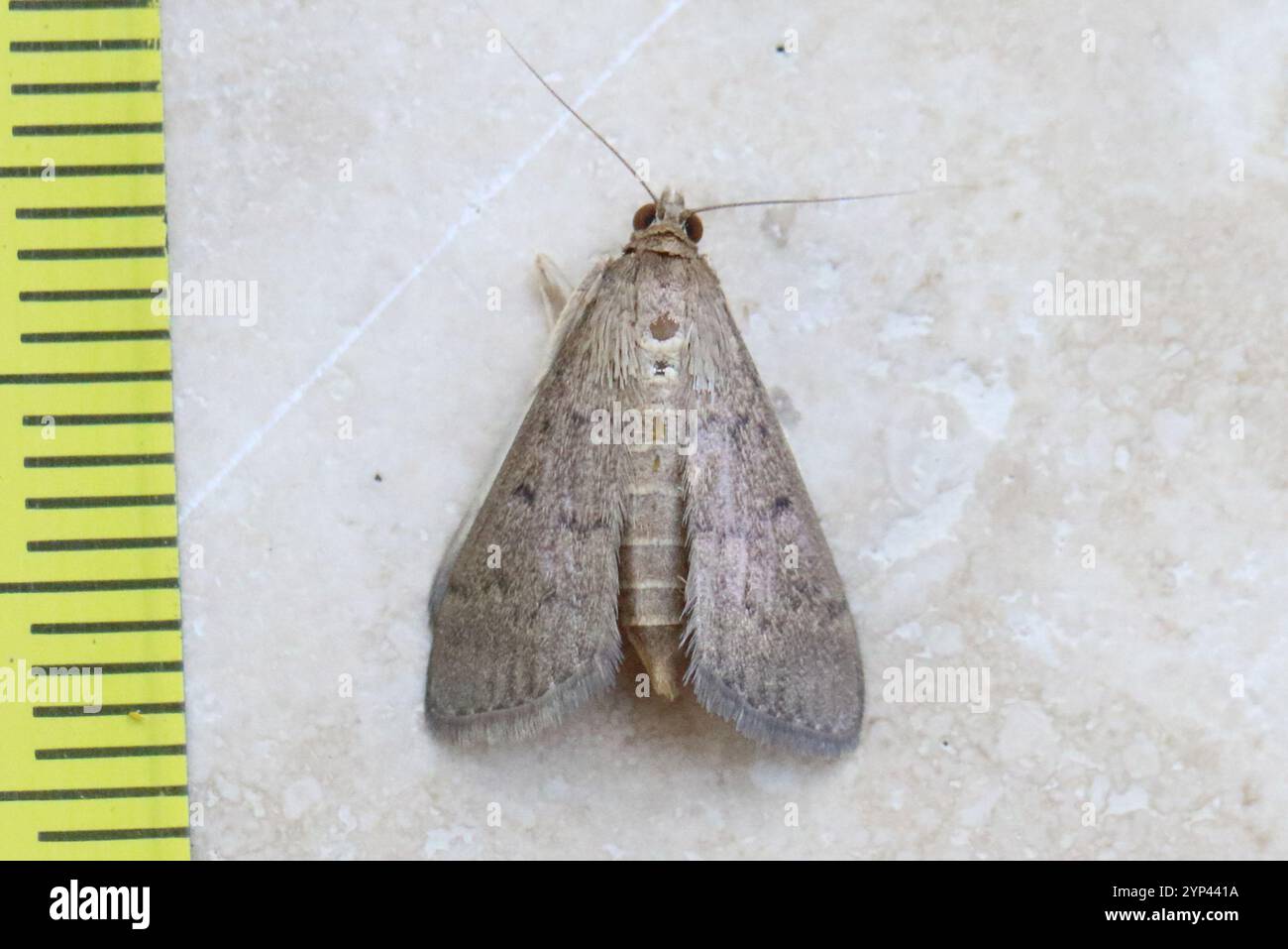 Herpetogramma licarsisalis hi-res stock photography and images - Alamy