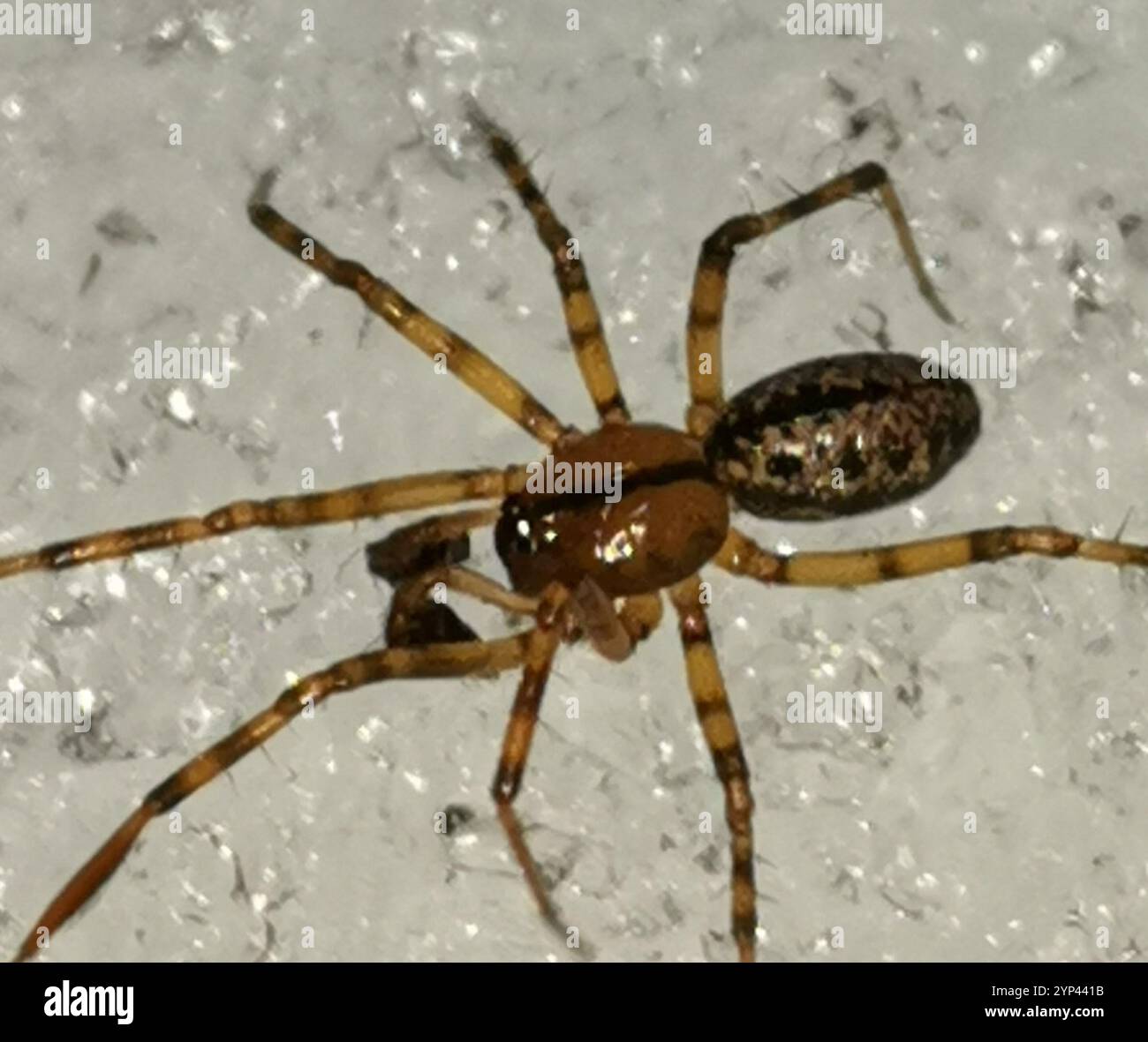 Horse-Head Spider (Stemonyphantes lineatus Stock Photo - Alamy