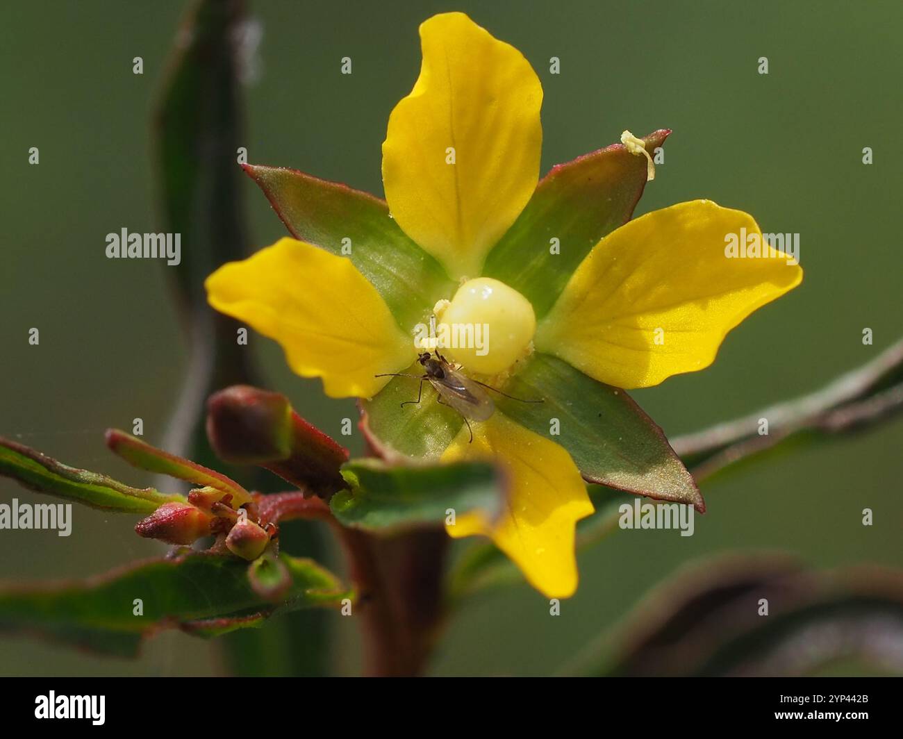 yerba de jicotea (Ludwigia erecta Stock Photo - Alamy