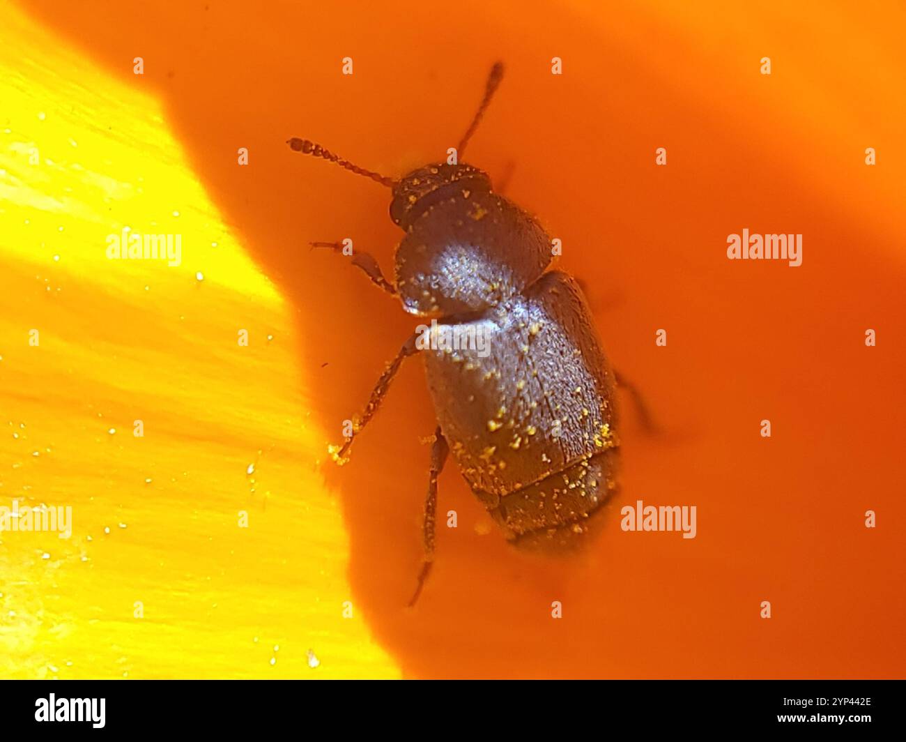 Short-winged Flower Beetles (Kateretidae Stock Photo - Alamy