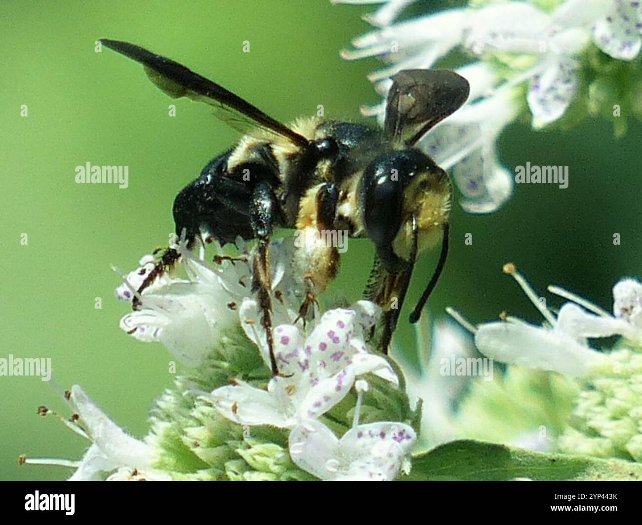 Carpenter-mimic Leafcutter Bee (Megachile xylocopoides Stock Photo - Alamy