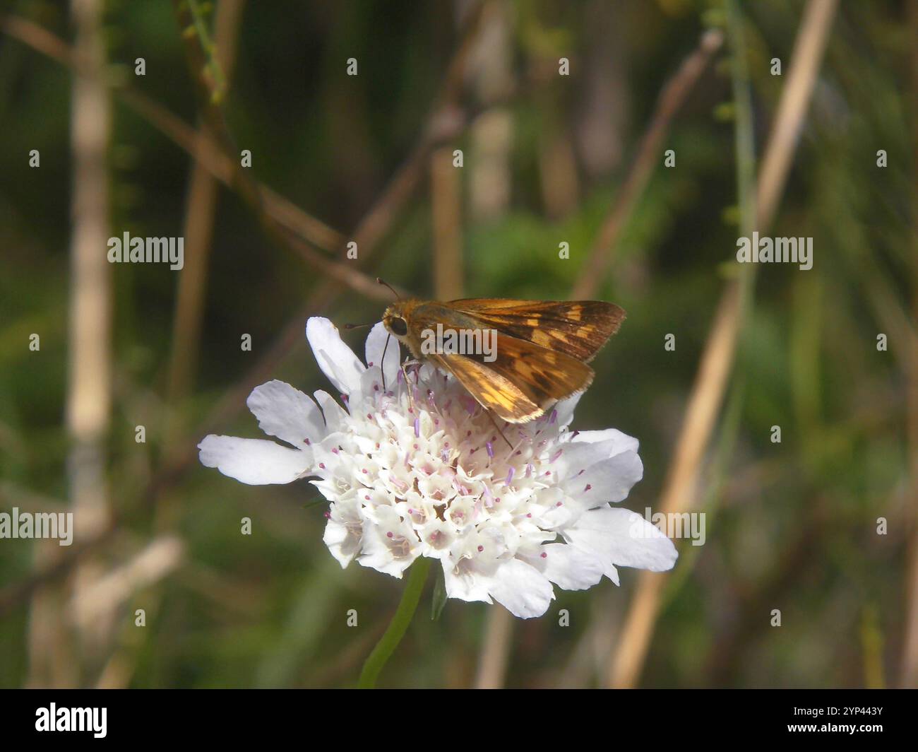 Fiery Skipper (Hylephila phyleus Stock Photo - Alamy