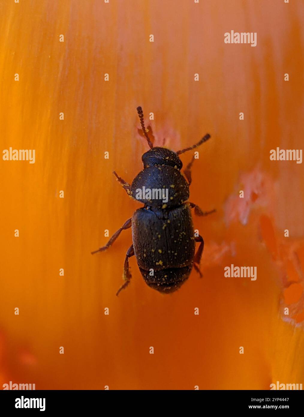 Short-winged Flower Beetles (Kateretidae Stock Photo - Alamy