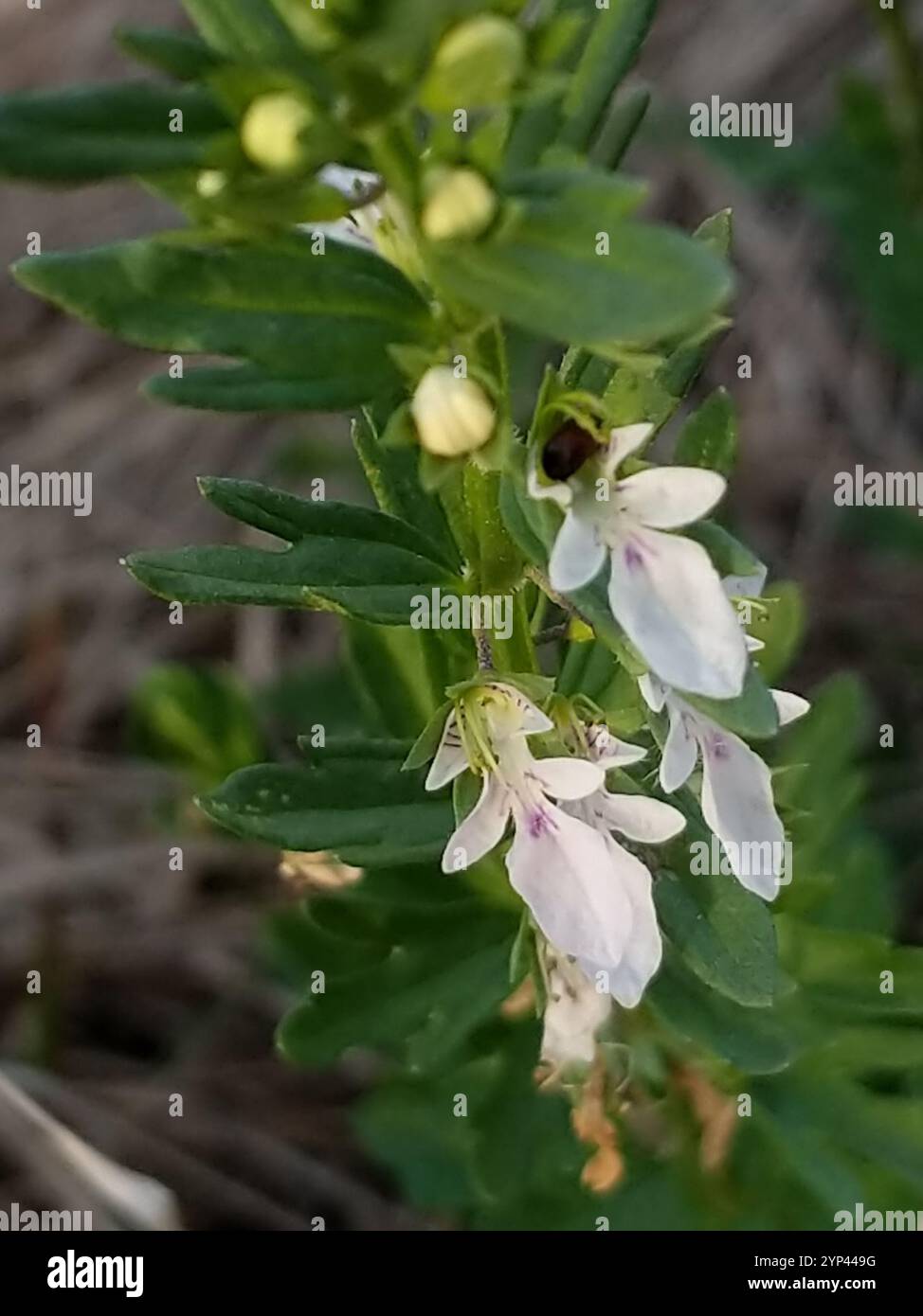 coastal germander (Teucrium cubense Stock Photo - Alamy