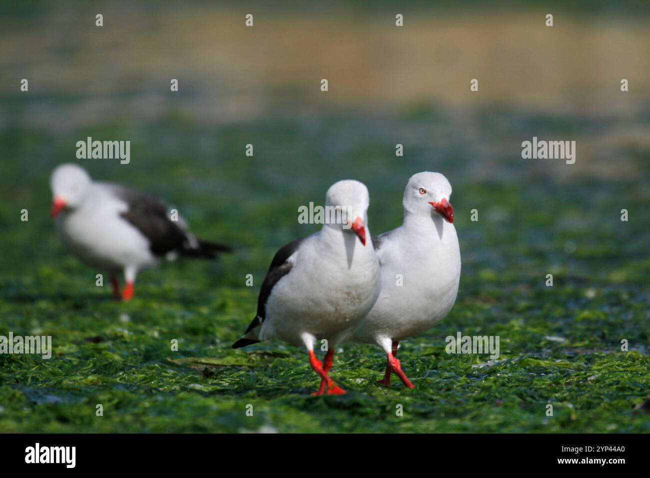 Dolphin Gull (Leucophaeus scoresbii Stock Photo - Alamy
