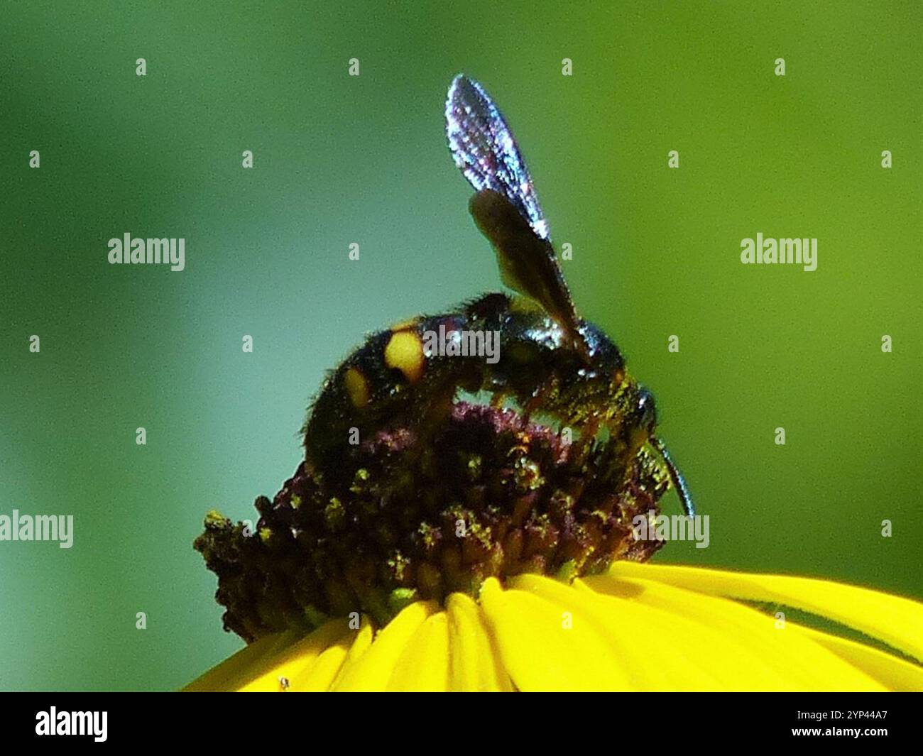 Noble Scoliid Wasp (Scolia nobilitata Stock Photo - Alamy